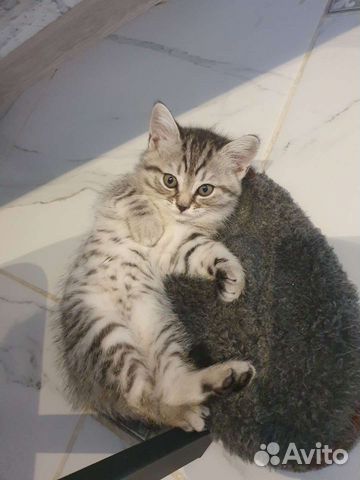 Британские котята