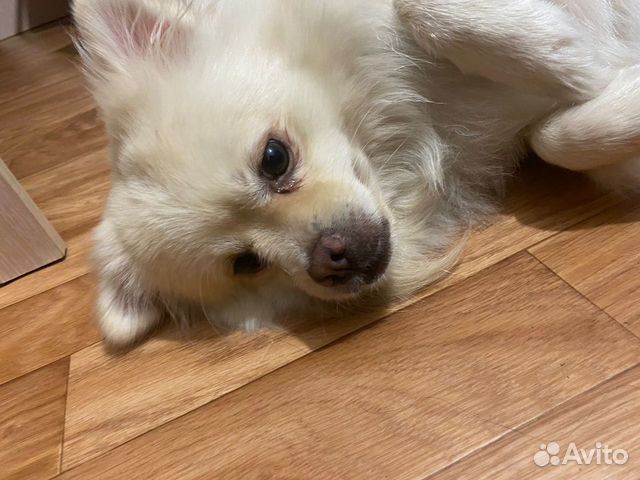 Смесь шпица