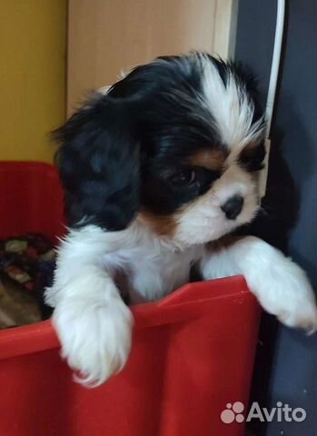 Самый сладенький цветочек ккчс