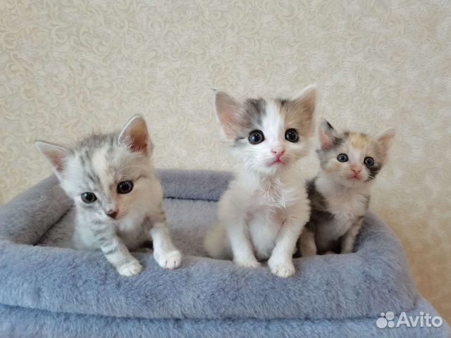 Котята из приюта