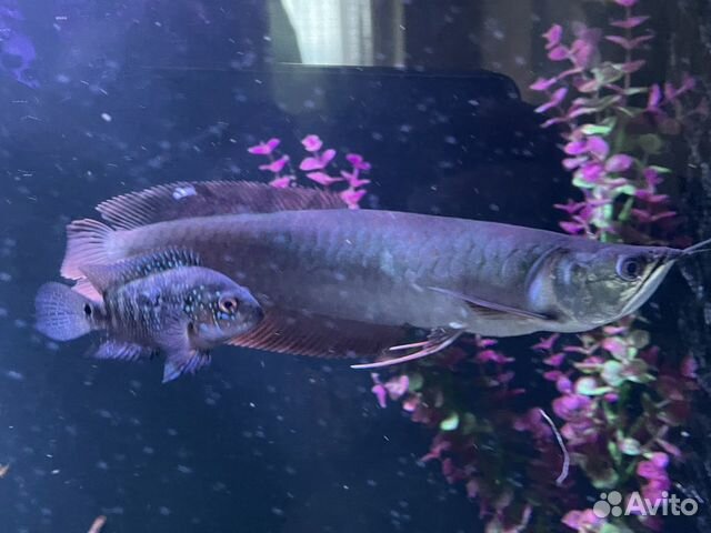 Арована / Аравана