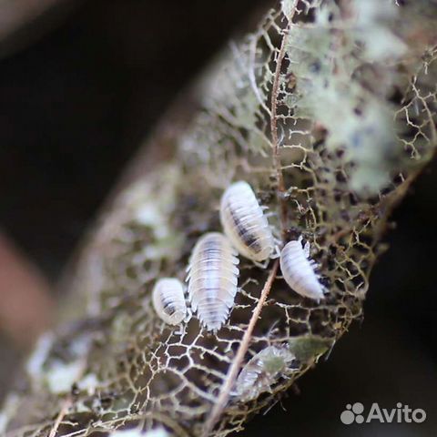 Мокрицы помощники trichorhina tomentosa