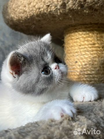 Экзотическая