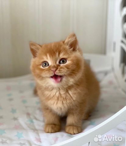 Британский классный котик