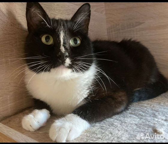 Кошечка Вася верит что любящие люди ее ищут