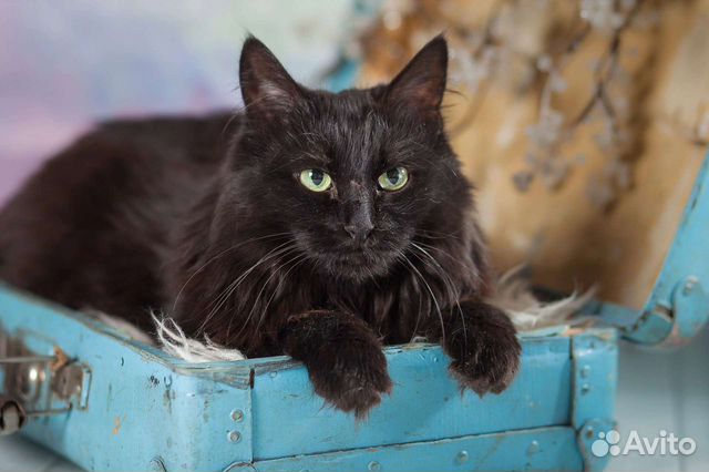 Кошка Мила в добрые руки