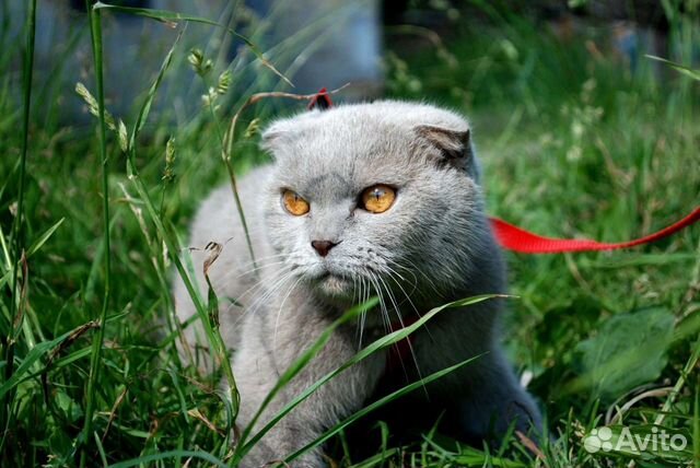 Шотландская вислоухая