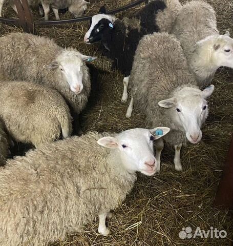Овцы бараны