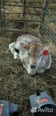 Телята домашние доставка