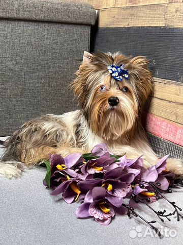 Мальчик блюберри с голубыми глазами