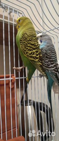 Продам волнистых попугаев