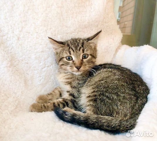 Котенок Тося забавная полосатка в дар