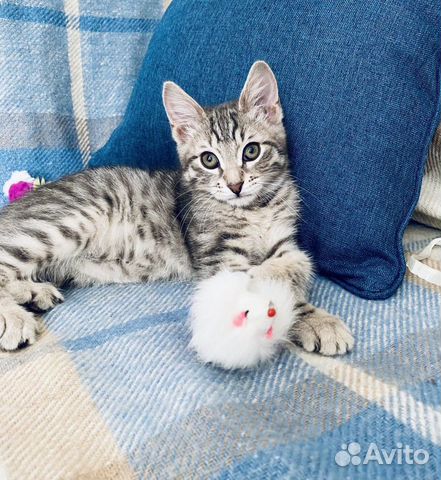 Серый полосатик в поисках мампап