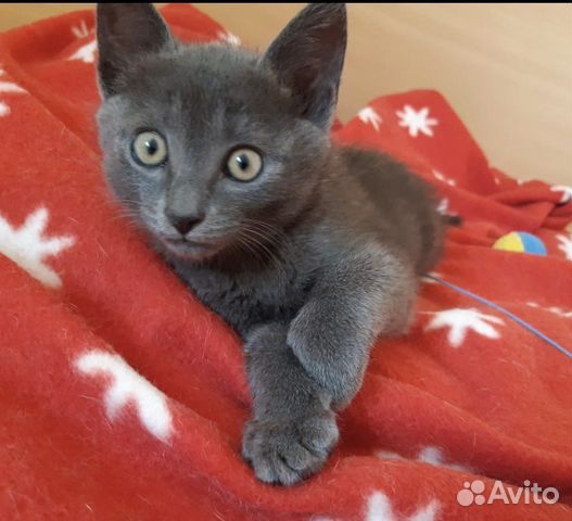Котенок Джулия фенотип «Русская голубая» в дар