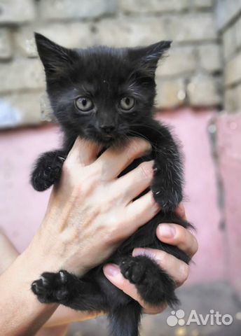 SOS крошка котенок 2 месяца ищет дом