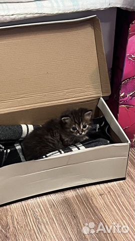 Продам котёнка