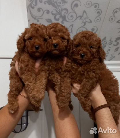 Красивые красные мальчики пуделята