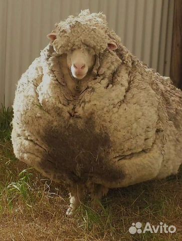 Шерсть меринос