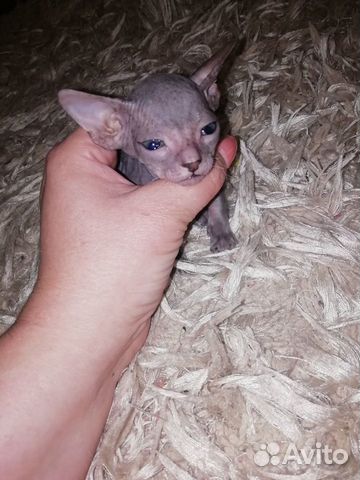 Котята сфинкс