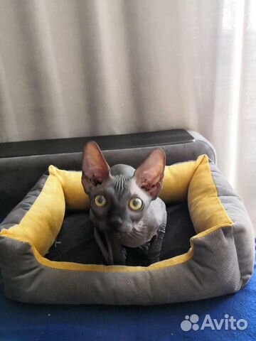 Котенок канадского сфинкса девочка