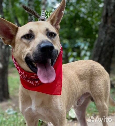 Собака в добрые руки, Тейл