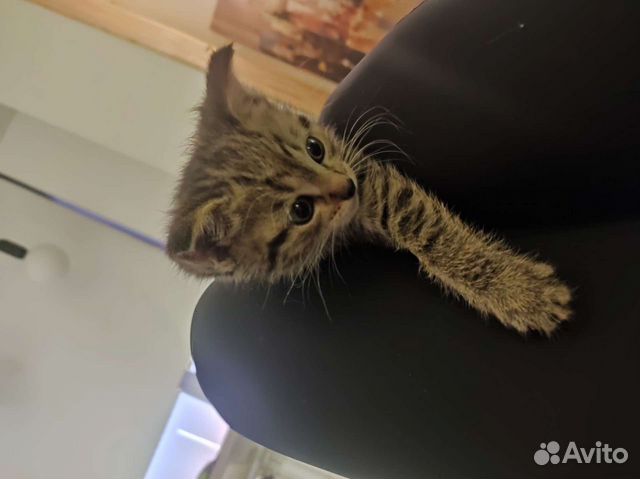 Кошки в добрые руки бесплатно