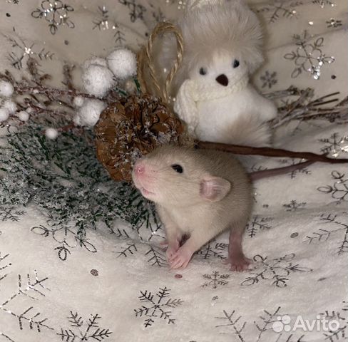 Крысята дамбо.Много окрасов.Доставка