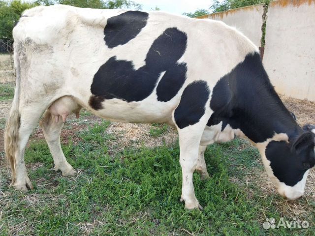 Корова дойная молочная