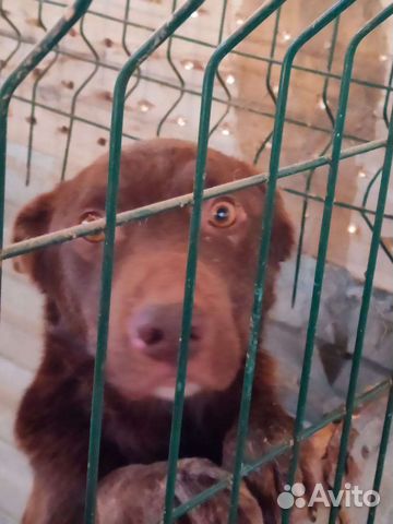 Шоколадка в отлове