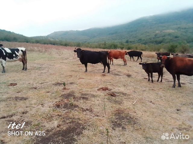 Стельные коровы и телки