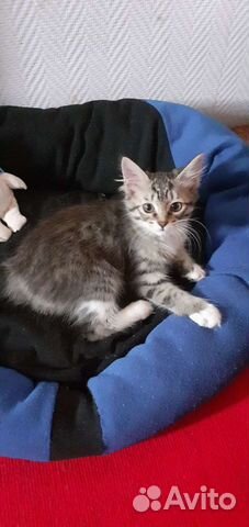 Котёнок породы Курильский бобтейл