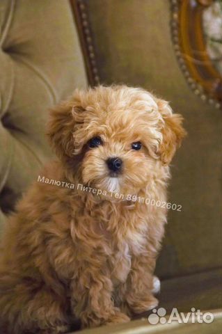 Щенки мальтипу f1 мини