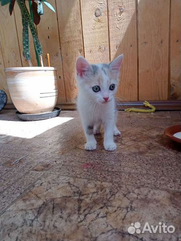 Котенок девочка 3 цвета
