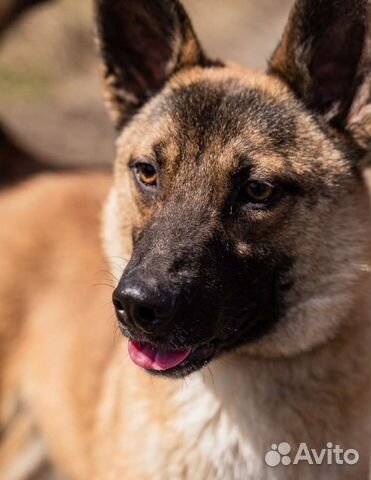 Собака Рыжий черная морда принесет вам счастье в н