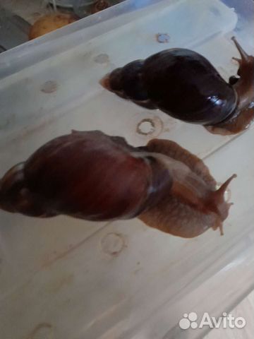 Улитки ахатины, здоровые, шоколадного цвета