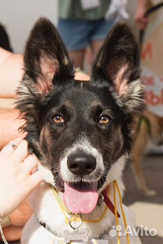 Щенок Луна в дар