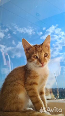 Котенок в добрые руки