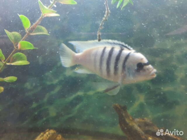 Маливийская цихлида