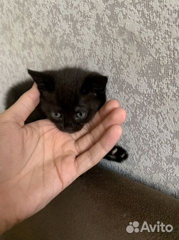 Котёнок черненький