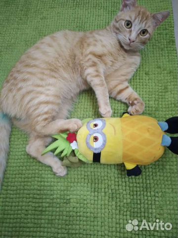 Котик Рыжик кастрирован