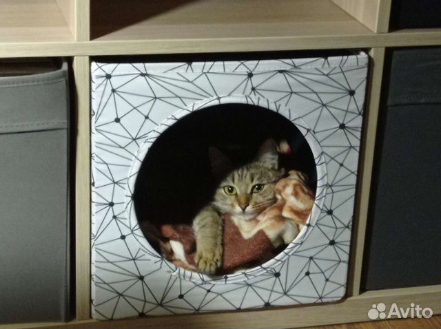 Кошка Тося