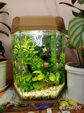 Аквариум