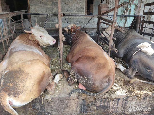 Быки на мясо живым весом