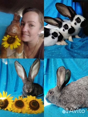 Кролики разных пород