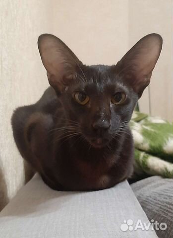 Ориентальная кошка