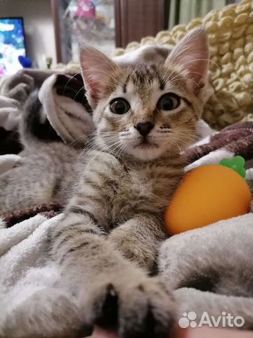 Котенок Петя 2 мес