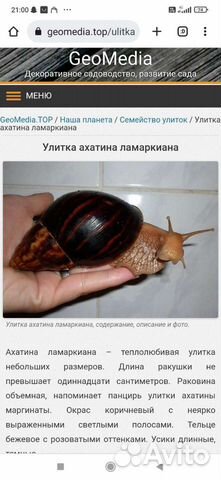 Улитка Ахатина иммакулята пантера