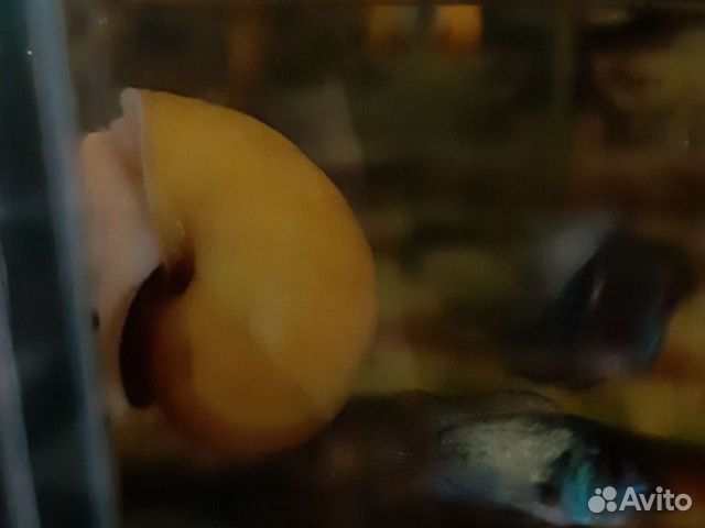 Улитки ампулярии, молодь