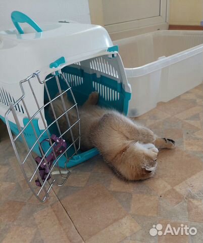 Шотландские вислоухие котята