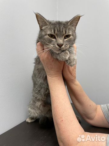 Полу-вислоухая кошка экстренно ищет дом